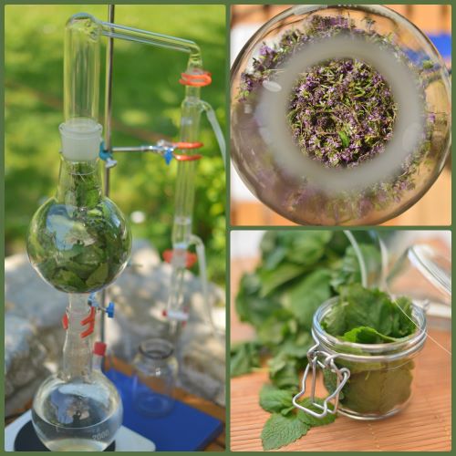 Utrinki z destilacije zdravilnih rastlin (s fotografijami in posnetki ...